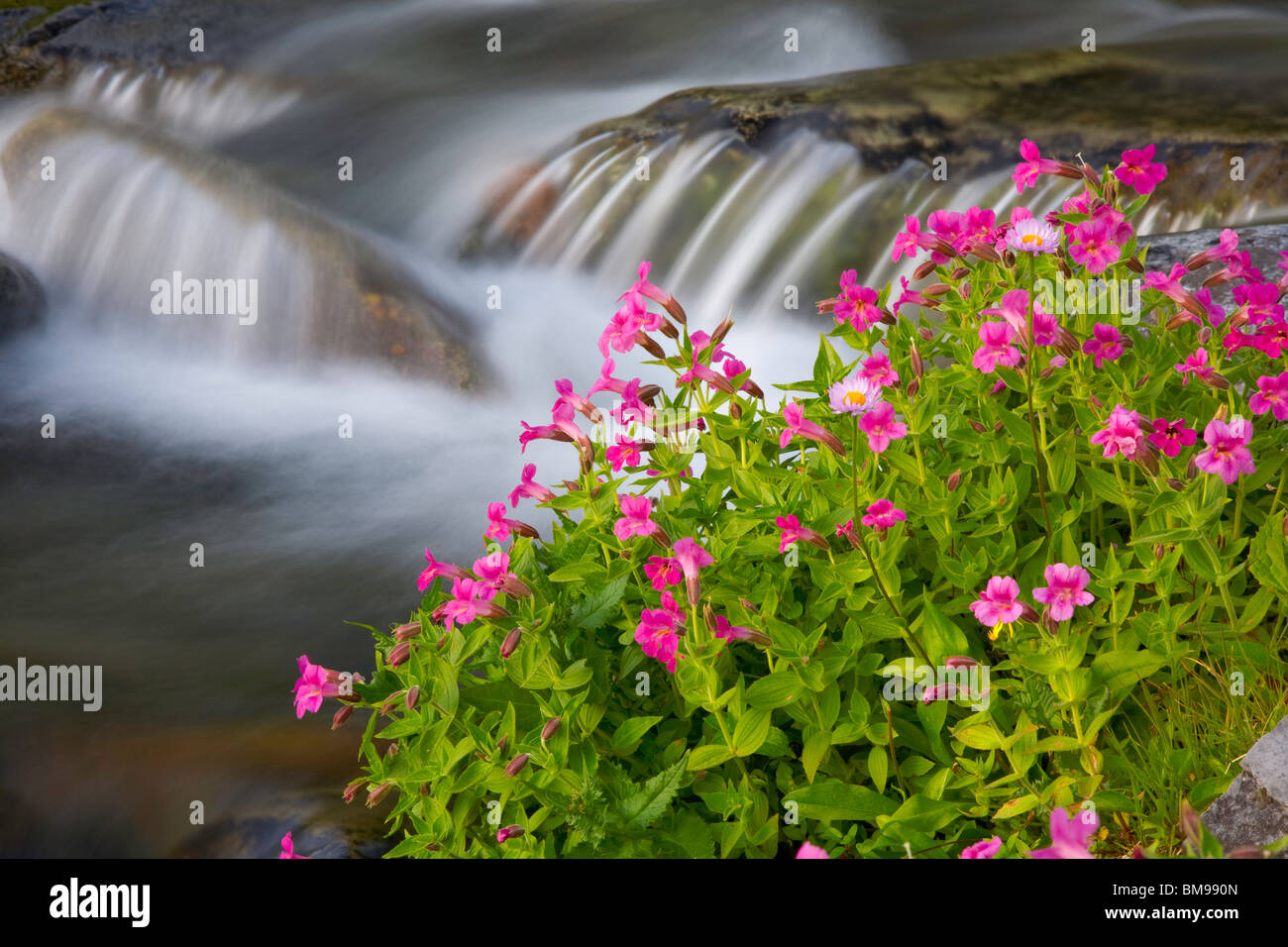 Mount Rainier National Park, WA Lewis' Monkeyflower (Mimulus lewisii ...