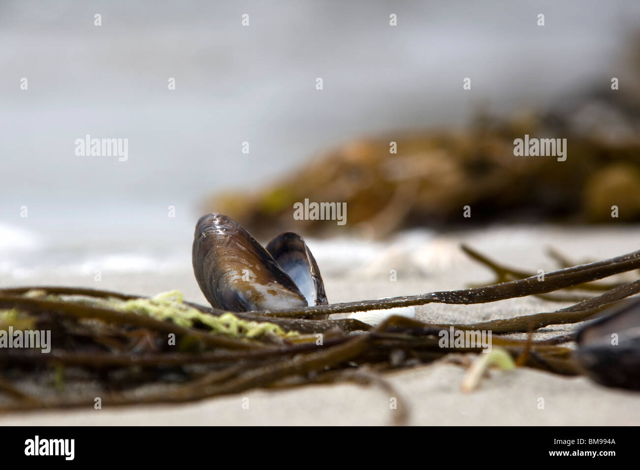 Empty Clam Shell High Resolution Stock Photography and Images - Alamy