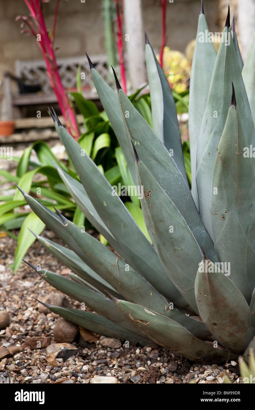 Blue grey cactus hi-res stock photography and images - Alamy