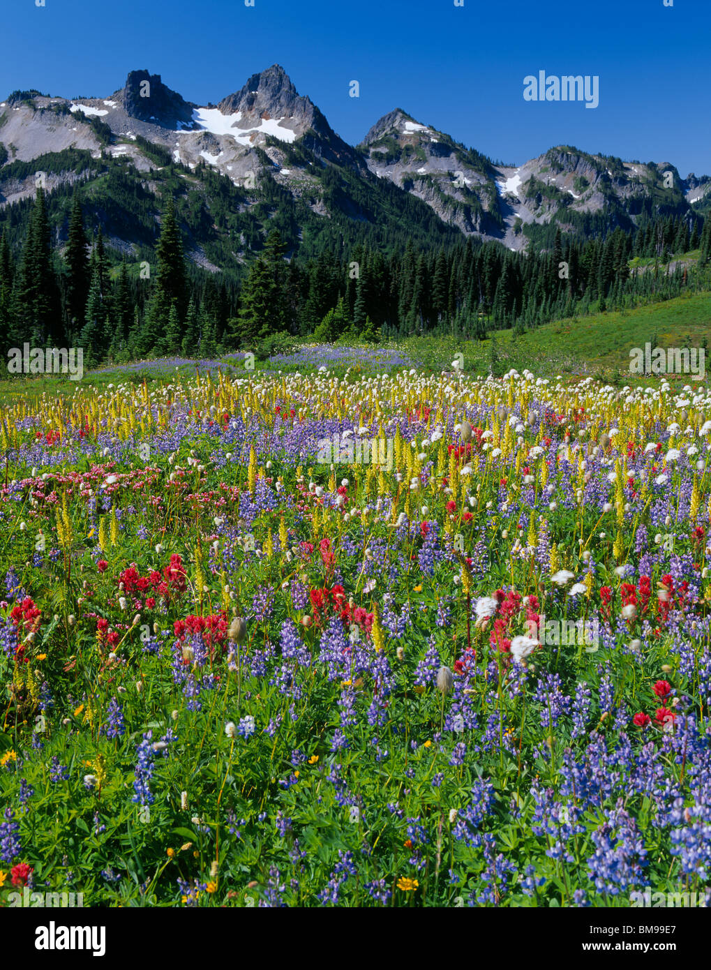 Mount Rainier National Park, WA Tatoosh mountain range with a meadow of ...
