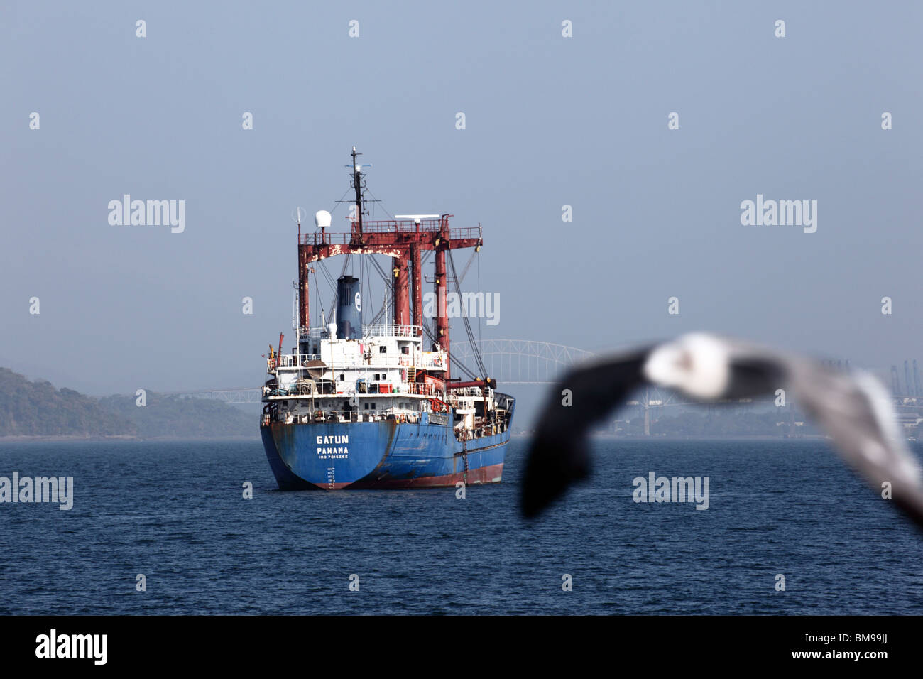 Seagull flying past the Gatun General Cargo Ship waiting in Pacific ...
