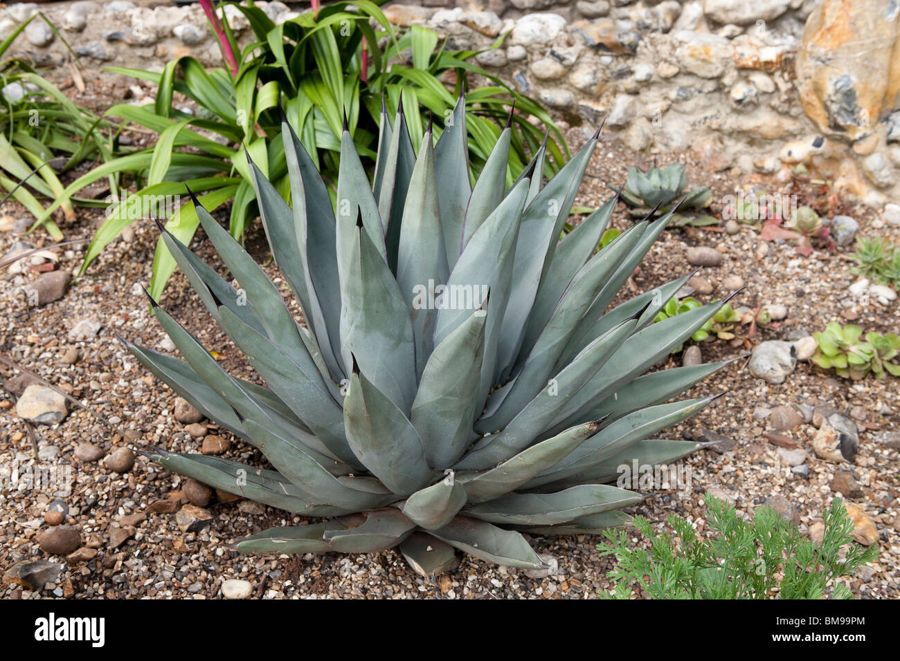 The blue / grey coloured Agave nigra Stock Photo - Alamy