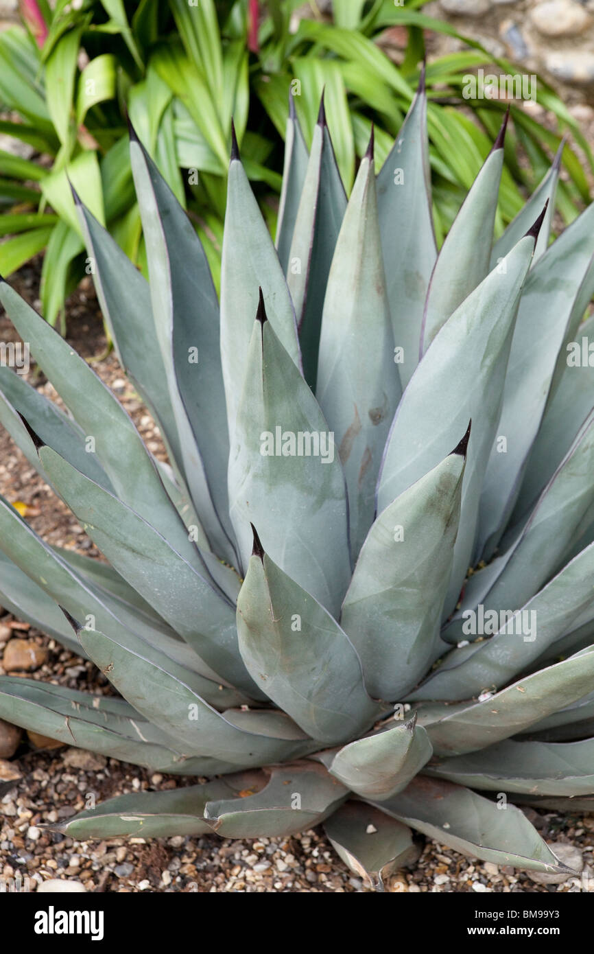 Spikey agave hi-res stock photography and images - Alamy