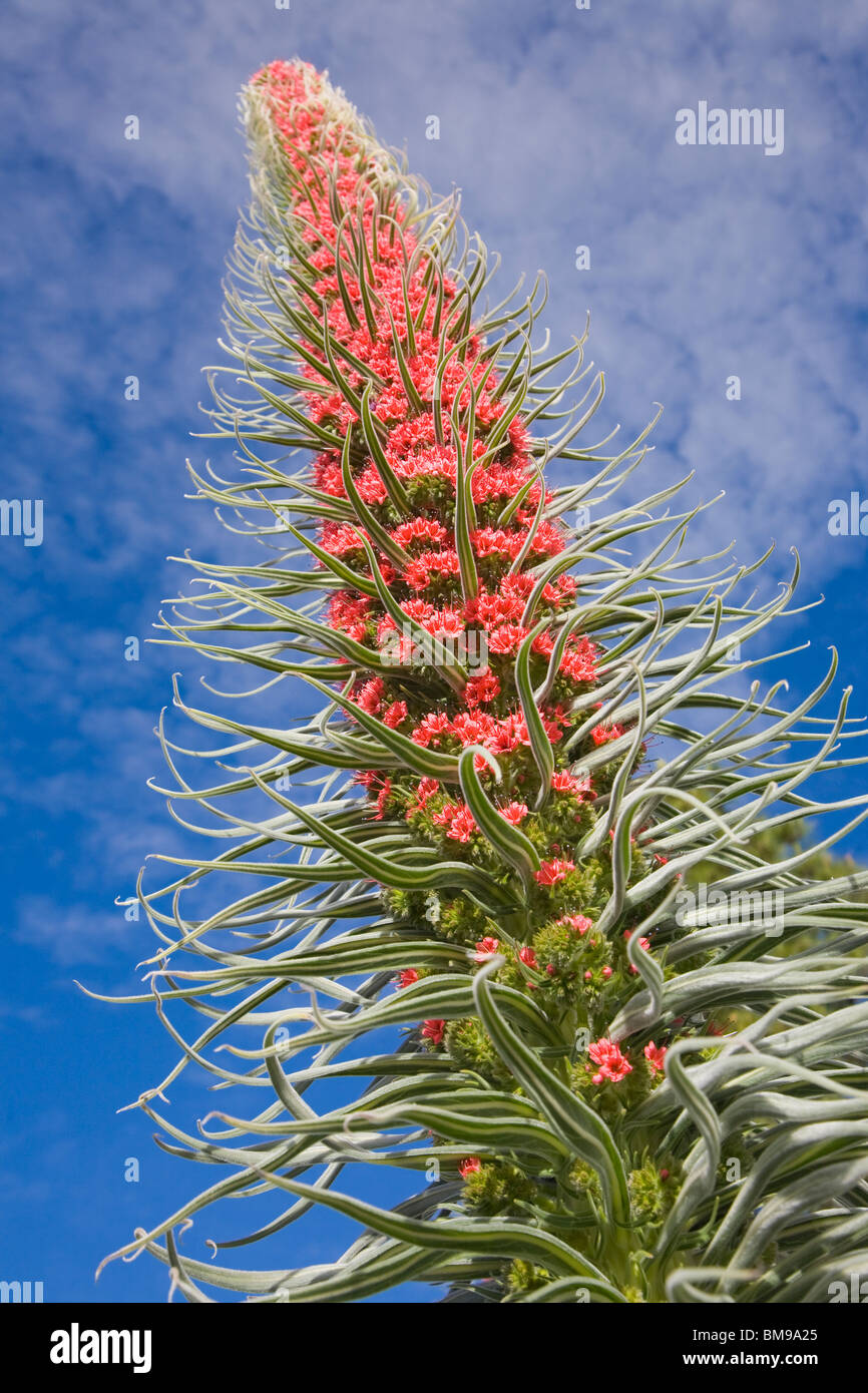 Red bugloss echium wildpretii giant hi-res stock photography and images ...