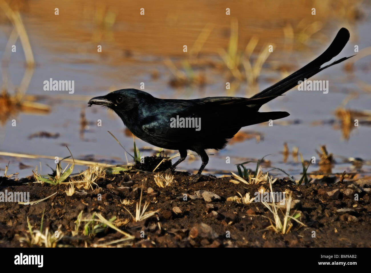 Crow eating insects hi-res stock photography and images - Alamy