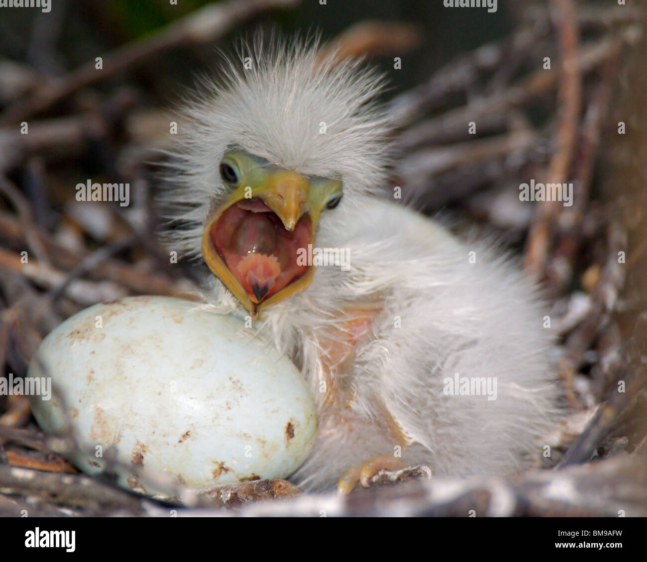 Cattle Egret chick and unhatched egg Stock Photo - Alamy