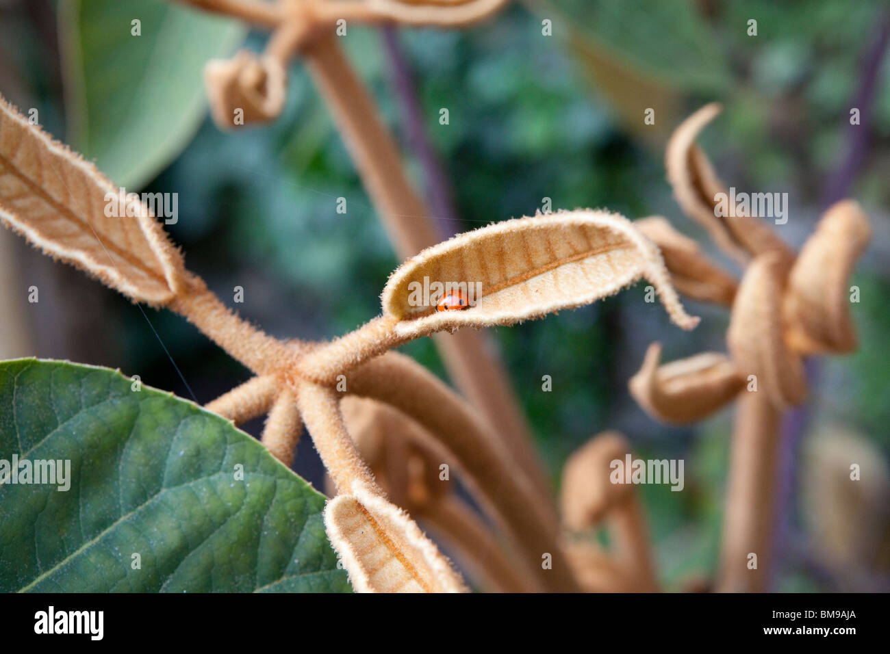 Schefflera macrophylla hi-res stock photography and images - Alamy