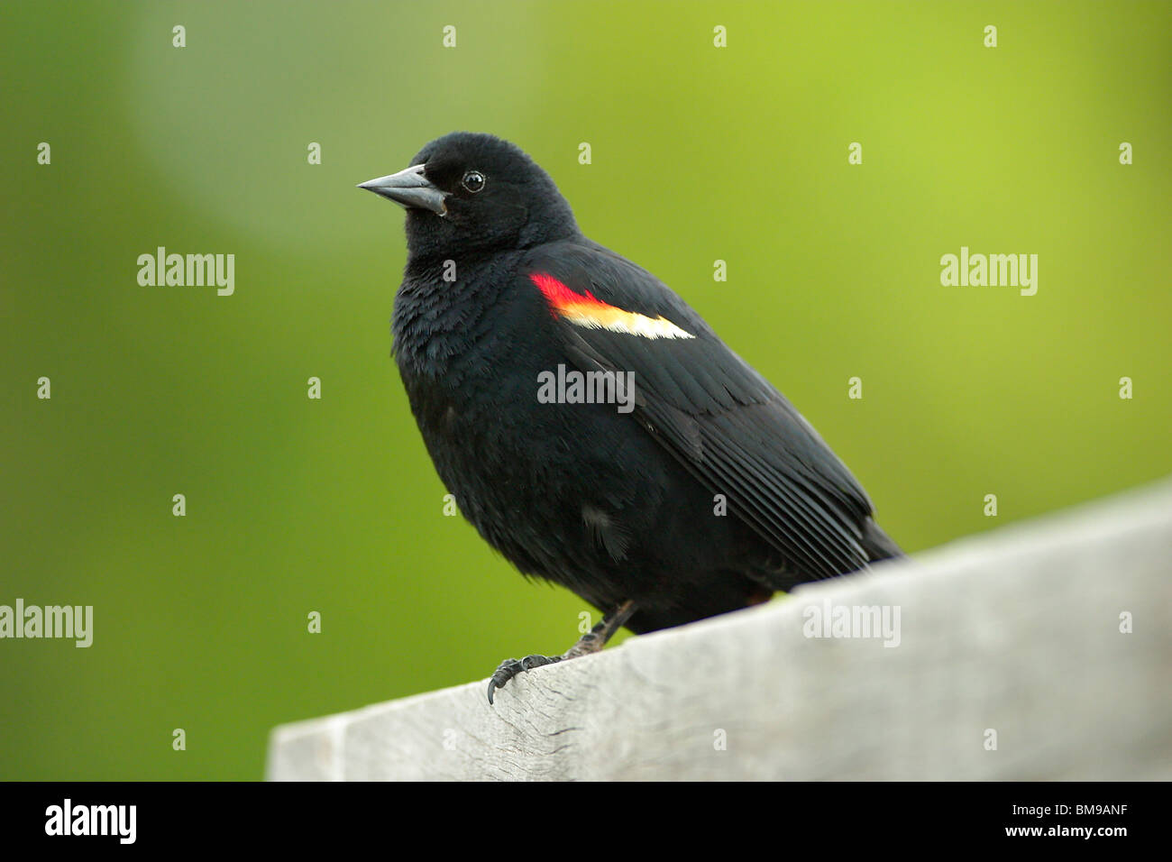 A an adult male Red-winged Blackbird waits patiently to be fed by ...