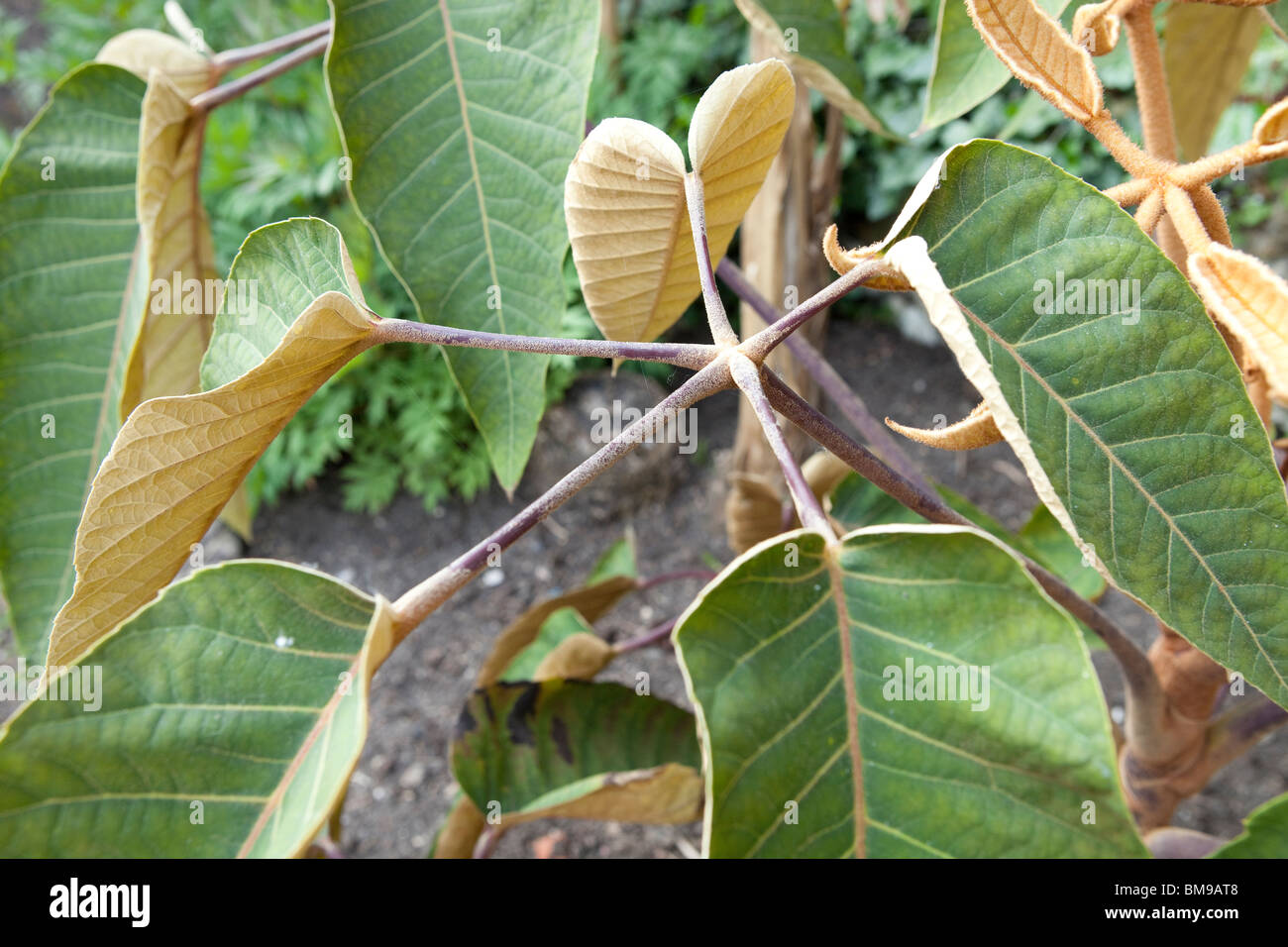 Schefflera macrophylla hi-res stock photography and images - Alamy
