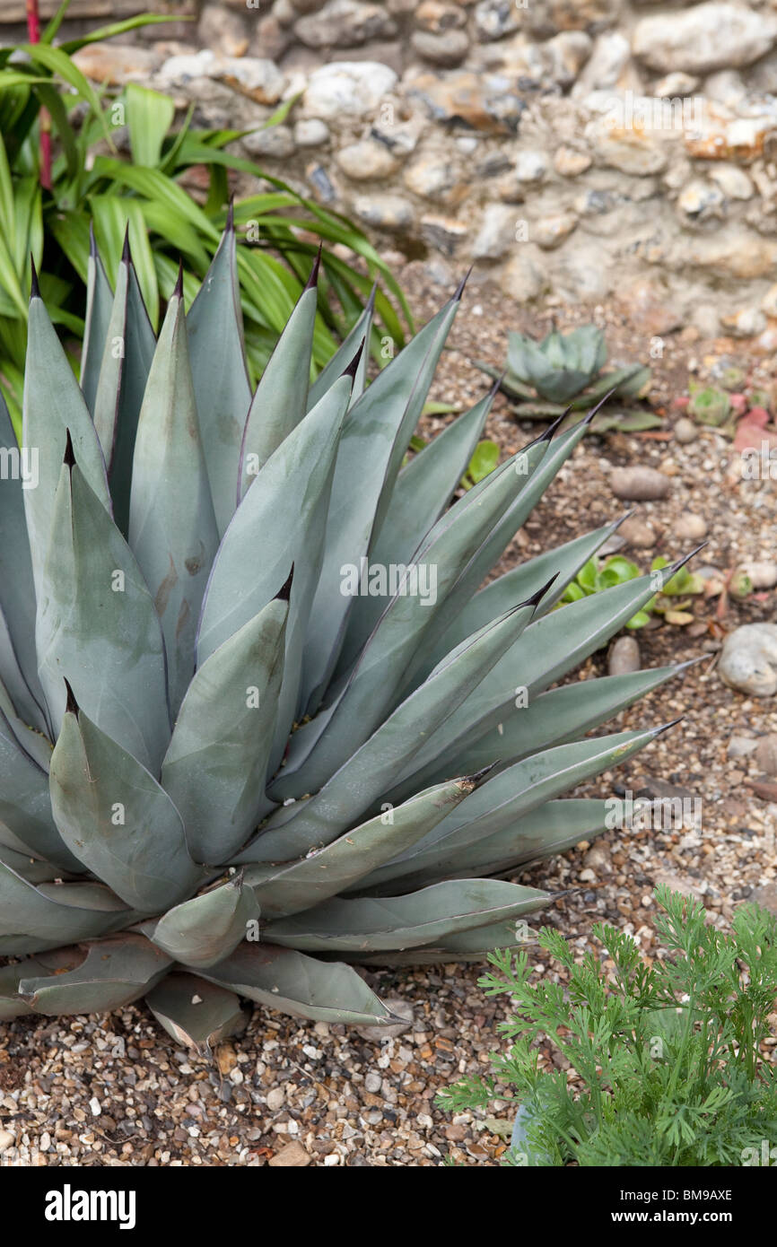 Massive agave hi-res stock photography and images - Alamy
