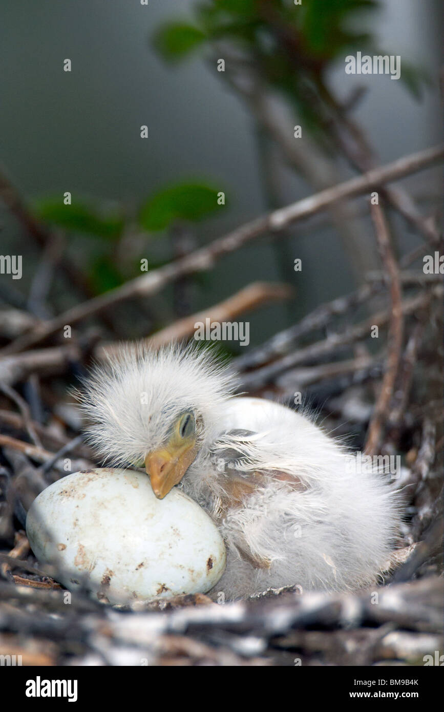 Egret nestlings hi-res stock photography and images - Alamy
