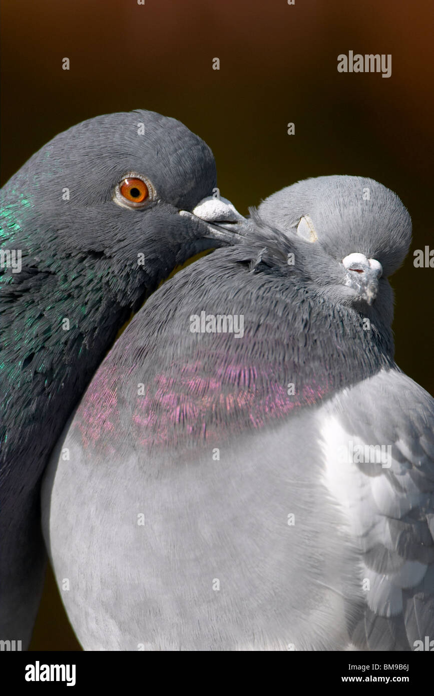 A male Rock Pigeon seems to be planting a kiss on the cheek of a female ...