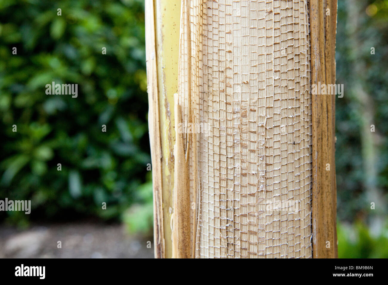 Banana palm musa hi-res stock photography and images - Alamy