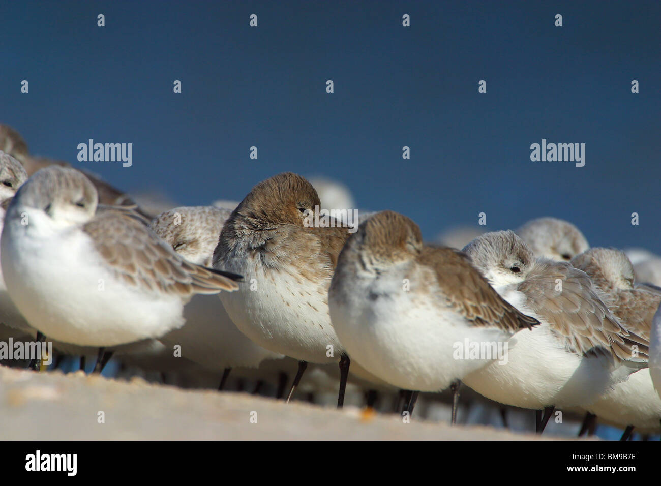 A flock of sleeping Dunlin in winter plumage huddle together on a cold ...