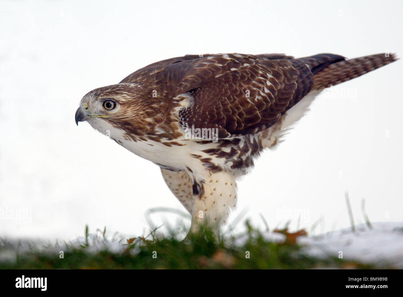 Red-tailed Hawk standing on the ground in the snow Stock Photo - Alamy