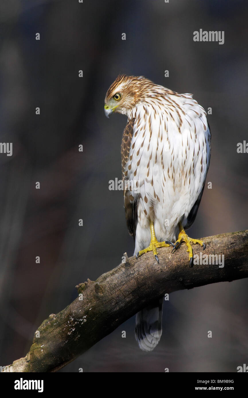 Central park hawk new york hi-res stock photography and images - Alamy