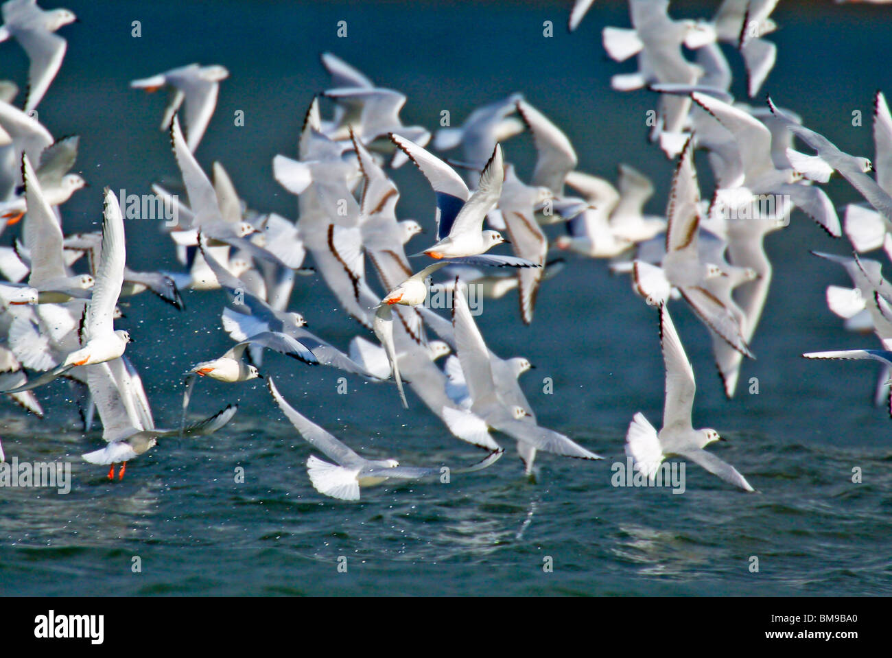 A flock of Bonaparte's Gulls in flight Stock Photo - Alamy