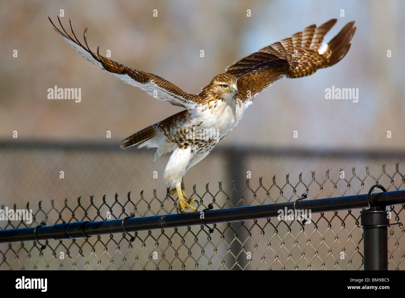 Red-tailed Hawk taking flight from a chain link fence Stock Photo - Alamy