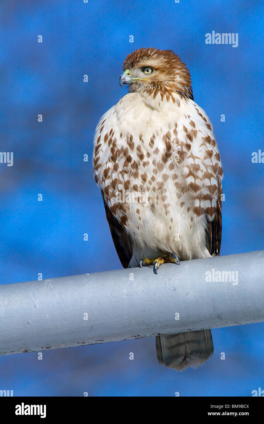 Red-tailed Hawk perched on a light pole Stock Photo - Alamy