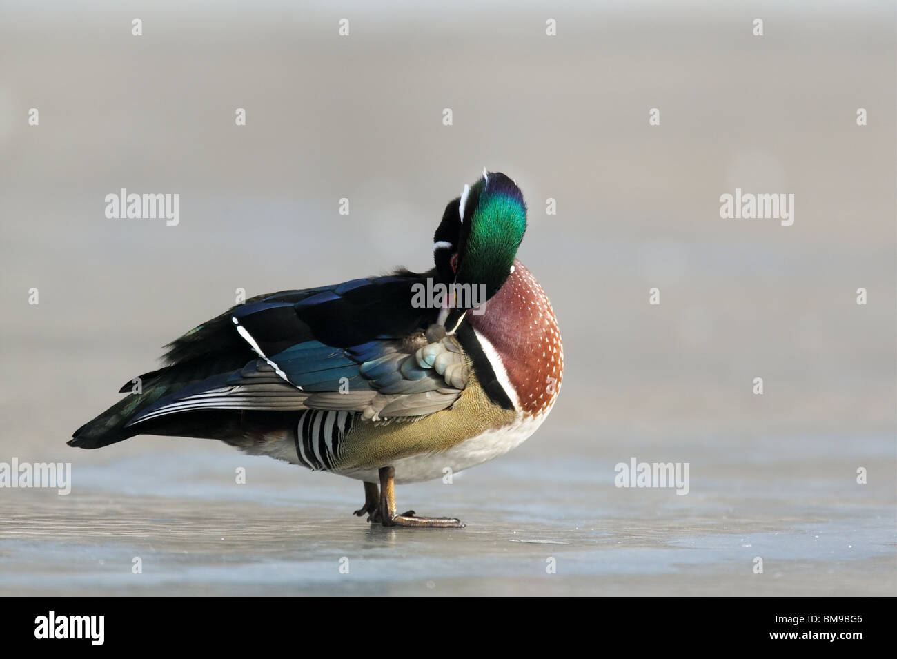 Adult male Wood Duck in breeding plumage preening while standing on the ...