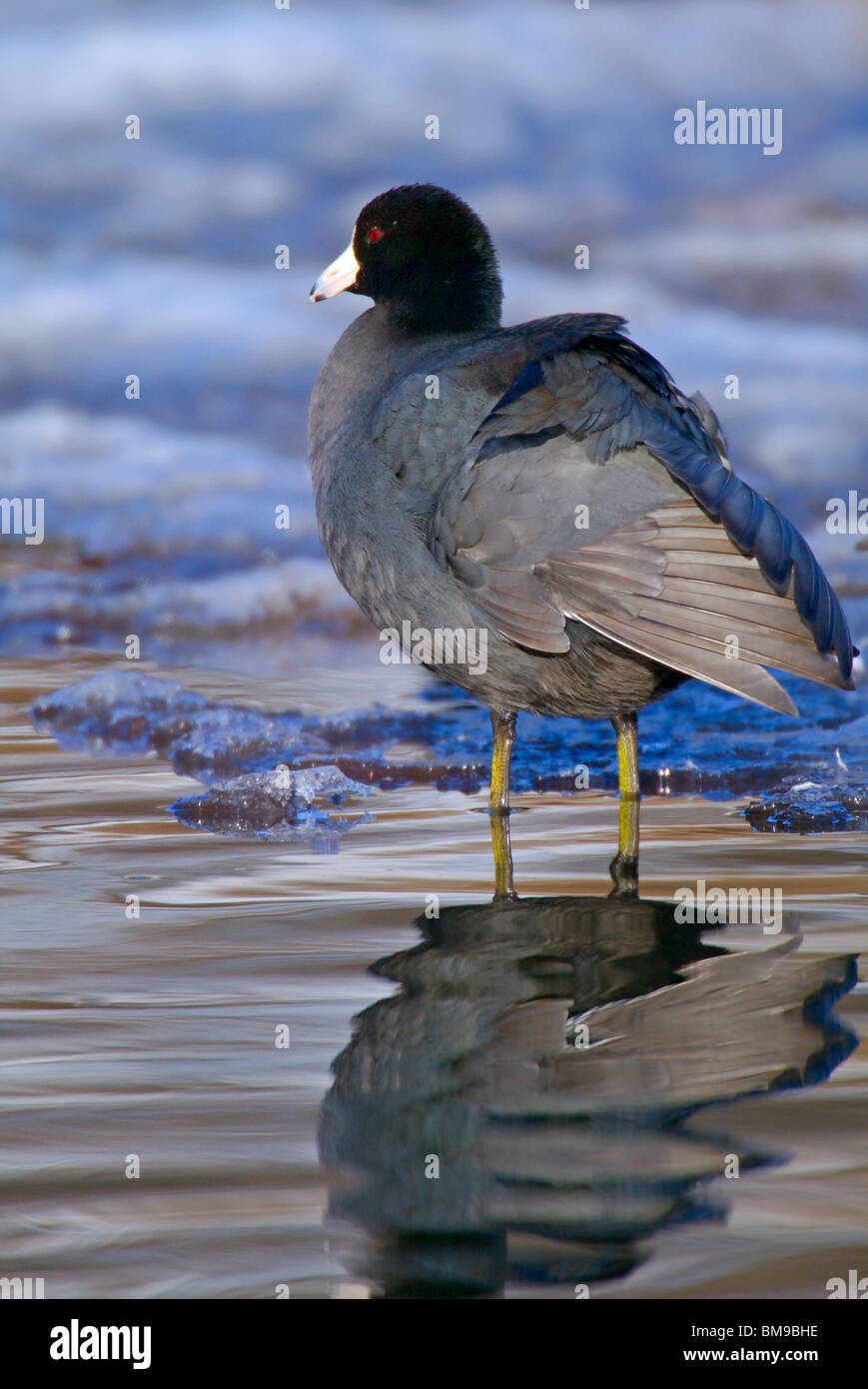 American Coot stretching its wings while standing in shallow water at ...