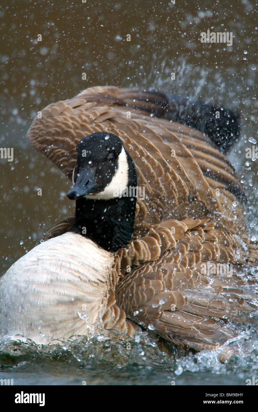 Goose bath hi-res stock photography and images - Alamy