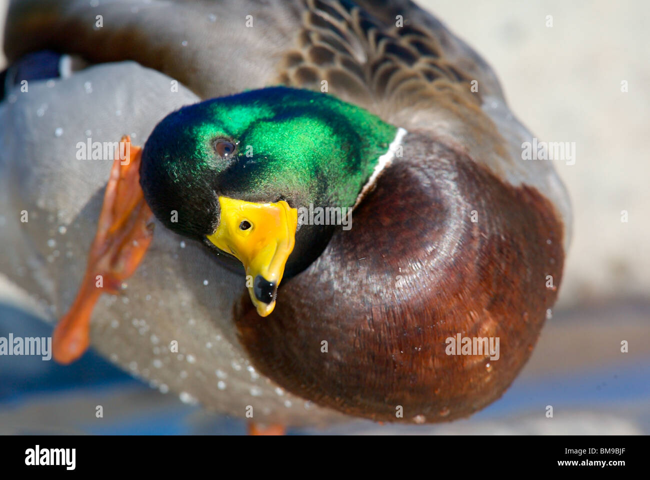Adult male mallard hi-res stock photography and images - Alamy