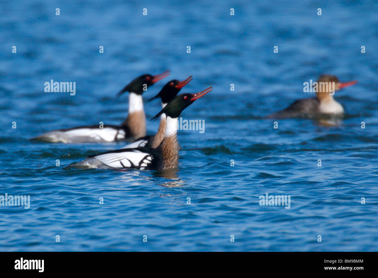 Three adult male Red-breasted Mergansers performing a mating ritual while the female floats in ...