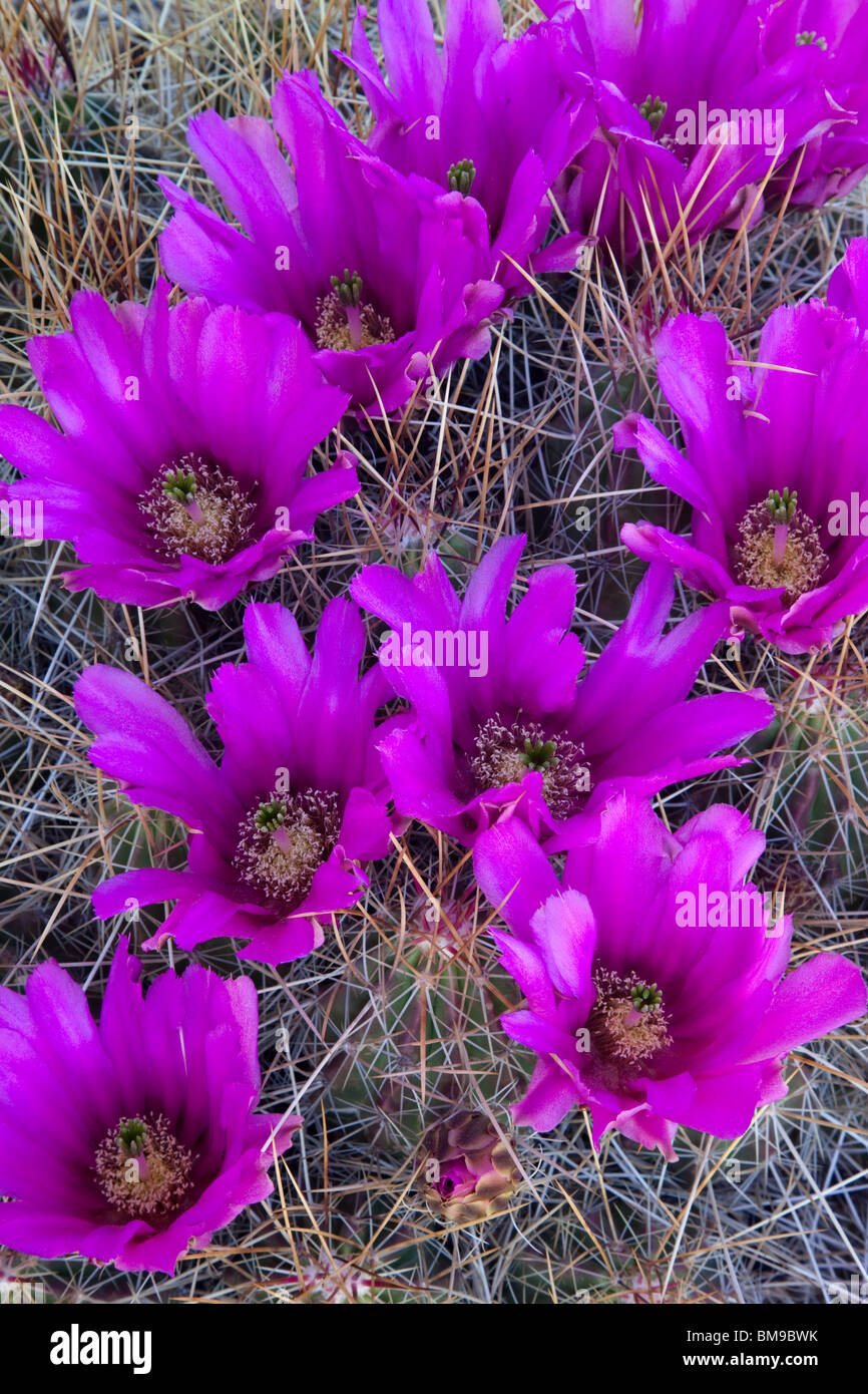 Strawberry Cactus (Echinocereus stramineus), Guadalupe Mountains ...