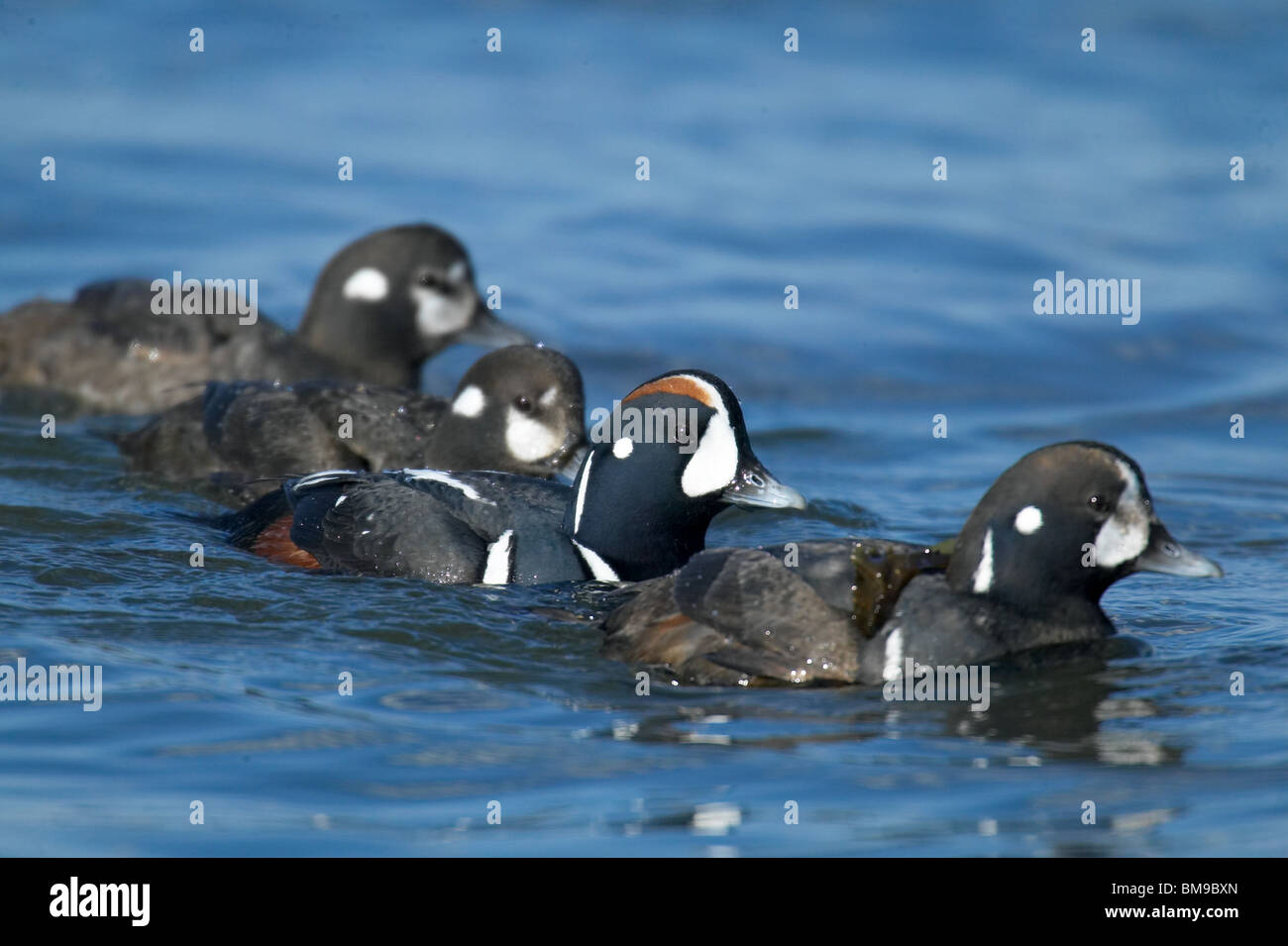 A mature and immature male and two female Harlequin Ducks swimming in ...