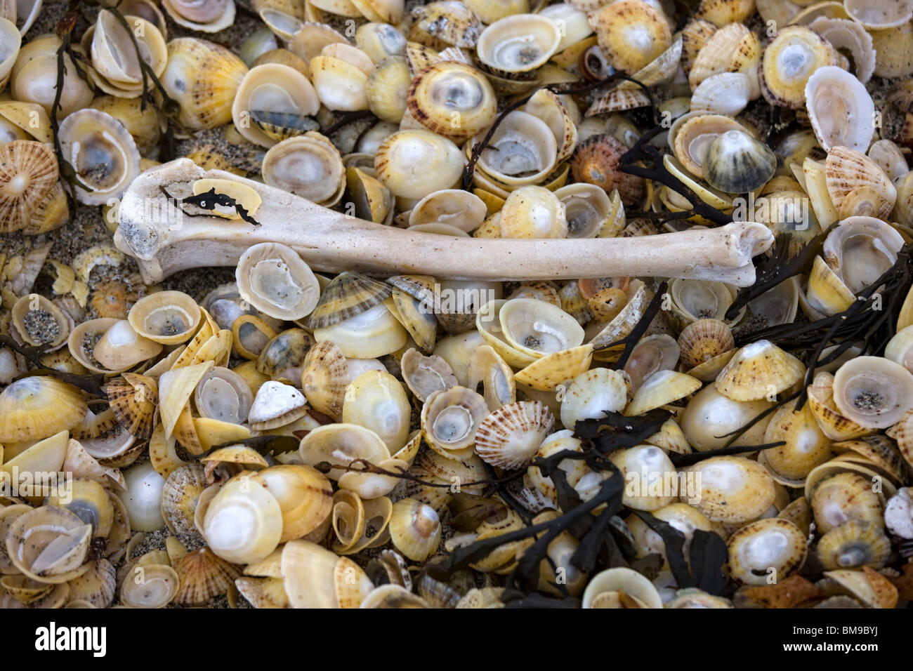 Bone bones close up hi-res stock photography and images - Alamy