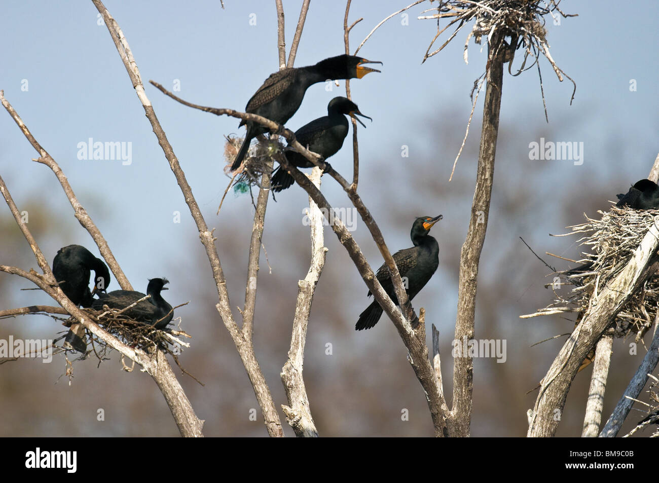 Nesting double crested cormorants hi-res stock photography and images ...