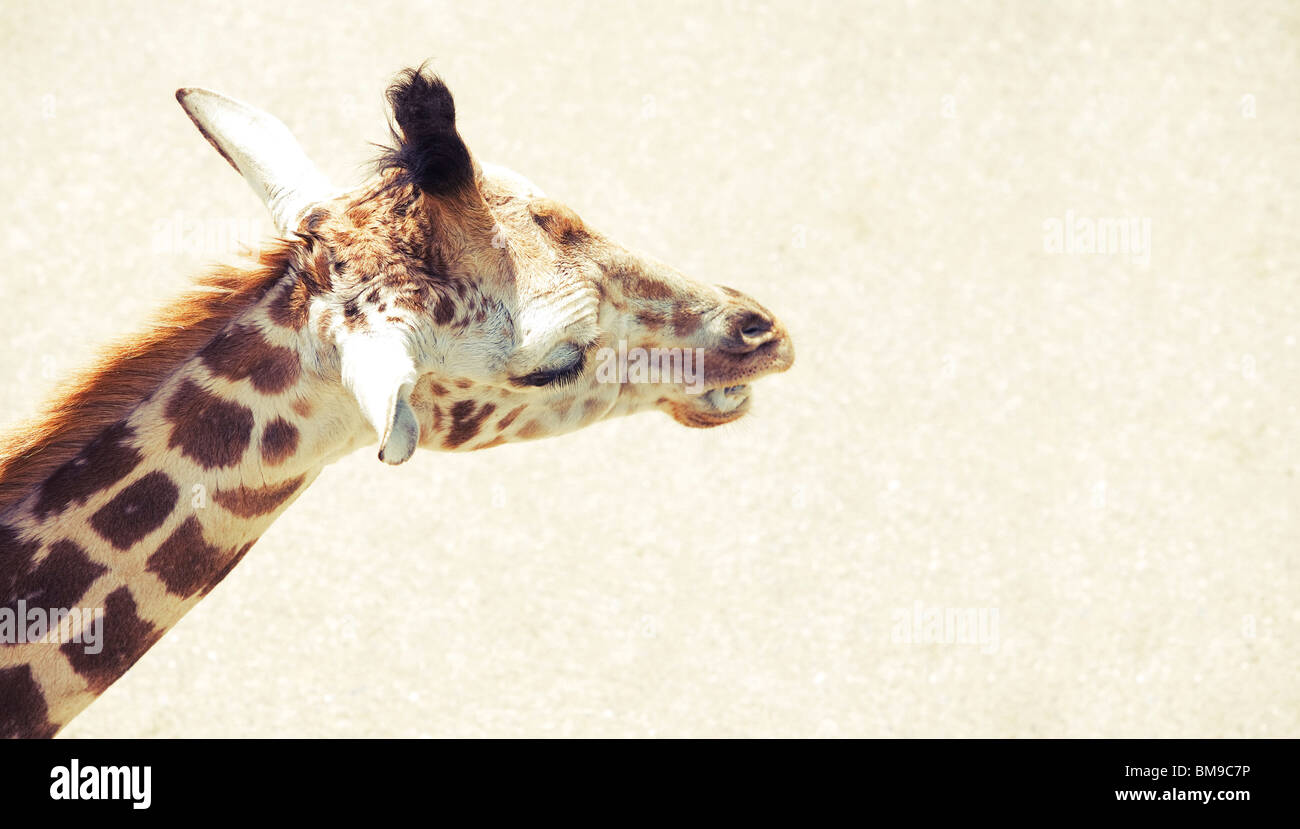 Angles animal hi-res stock photography and images - Alamy