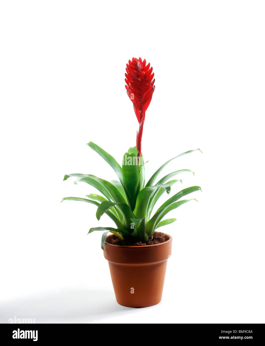 Bromeliad in pot hi-res stock photography and images - Alamy