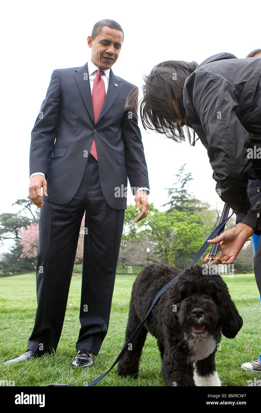 Bo dog obama hi-res stock photography and images - Alamy