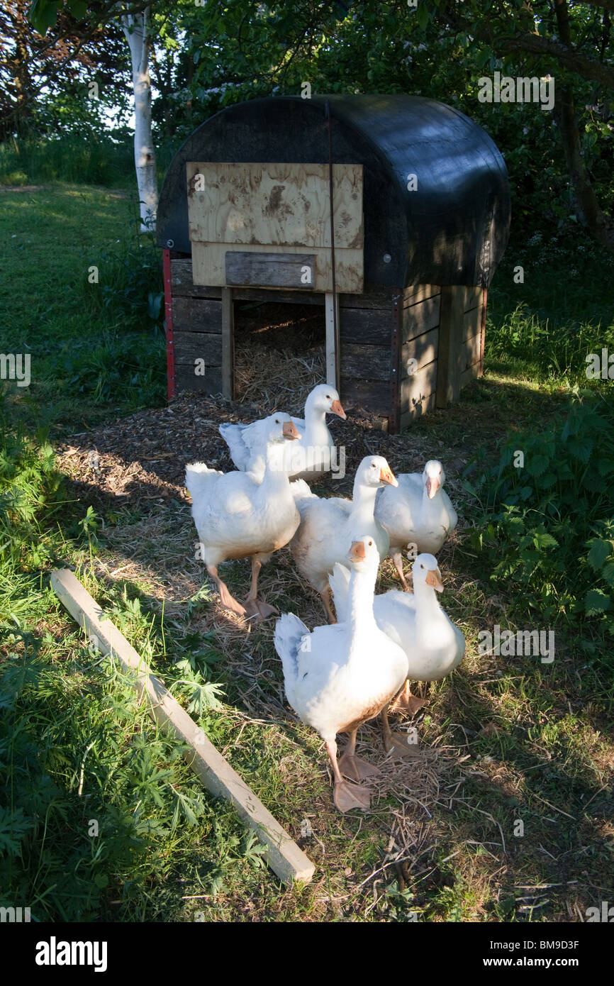 White Embden domestic geese, Hampshire, England Stock Photo - Alamy