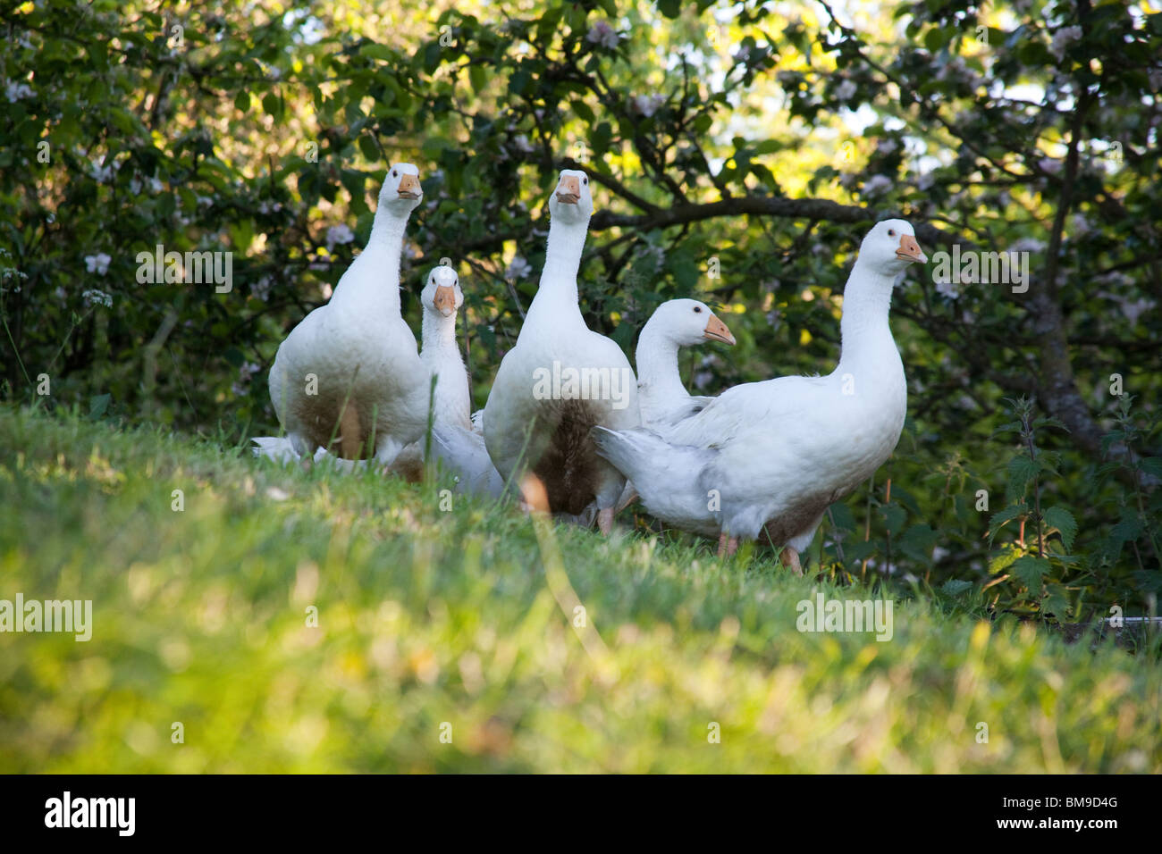 White embden geese hi-res stock photography and images - Alamy