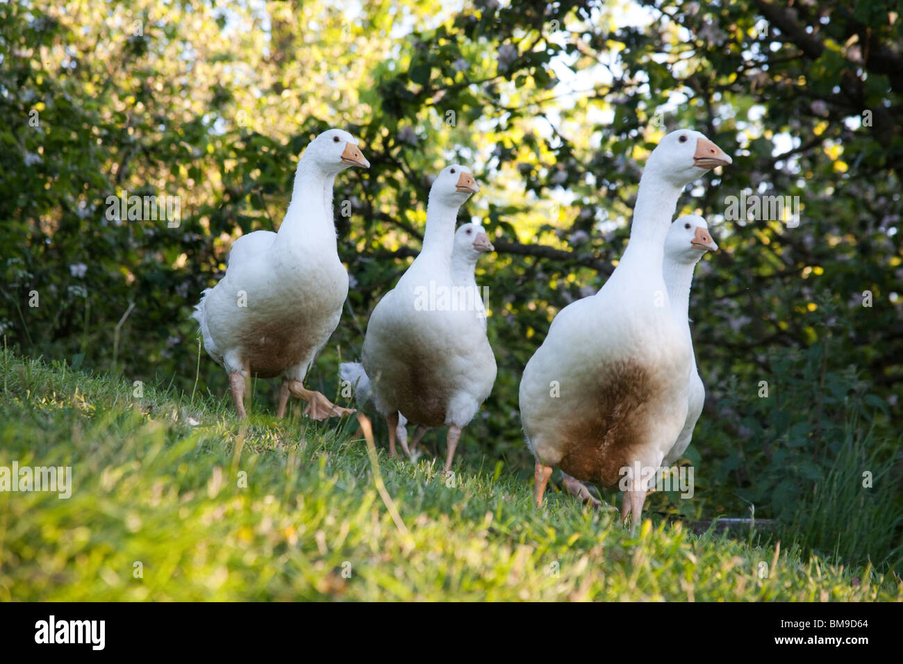 White embden geese hi-res stock photography and images - Alamy