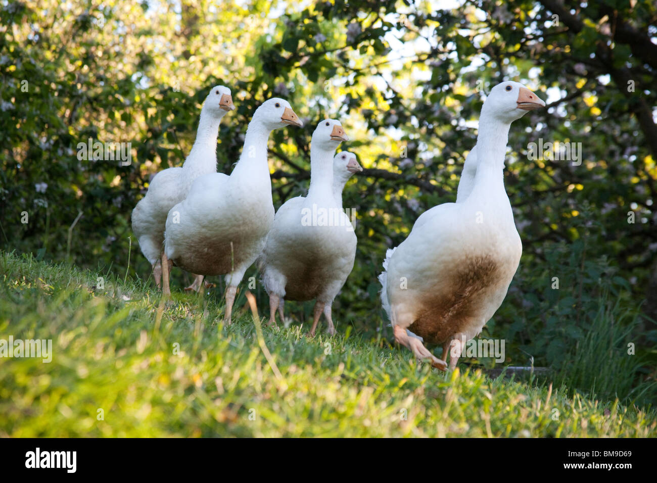 White embden geese hi-res stock photography and images - Alamy