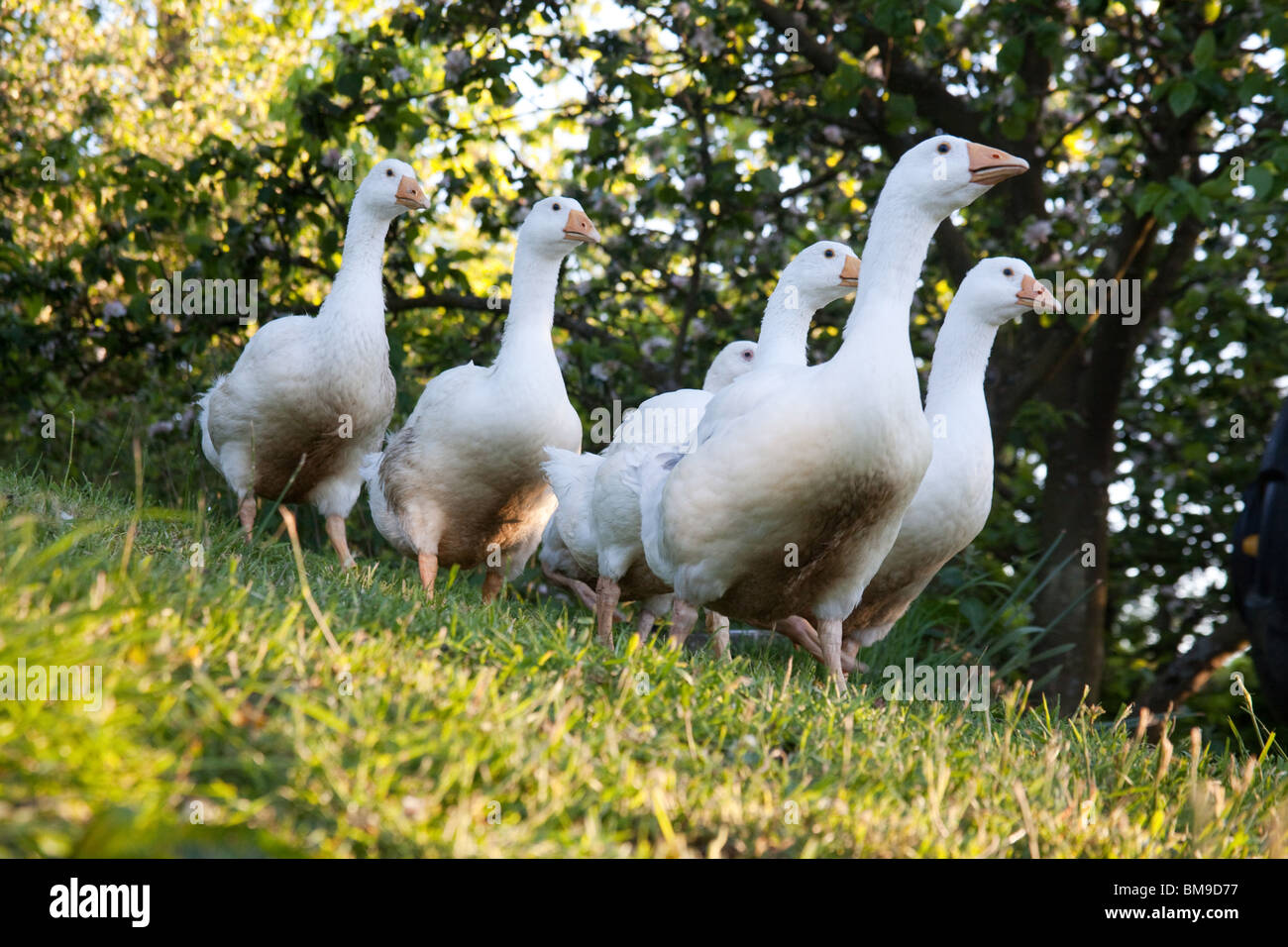 White embden geese hi-res stock photography and images - Alamy