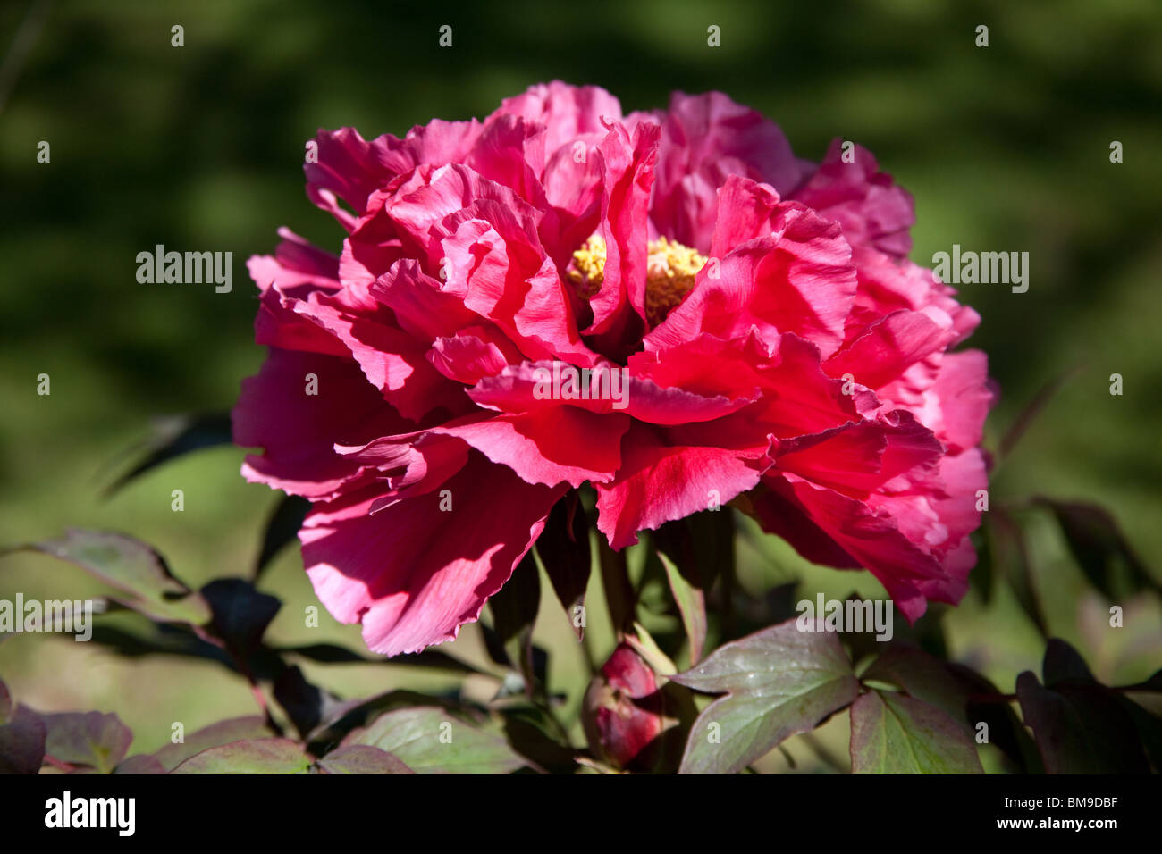 Tree Peony Flower High Resolution Stock Photography and Images - Alamy