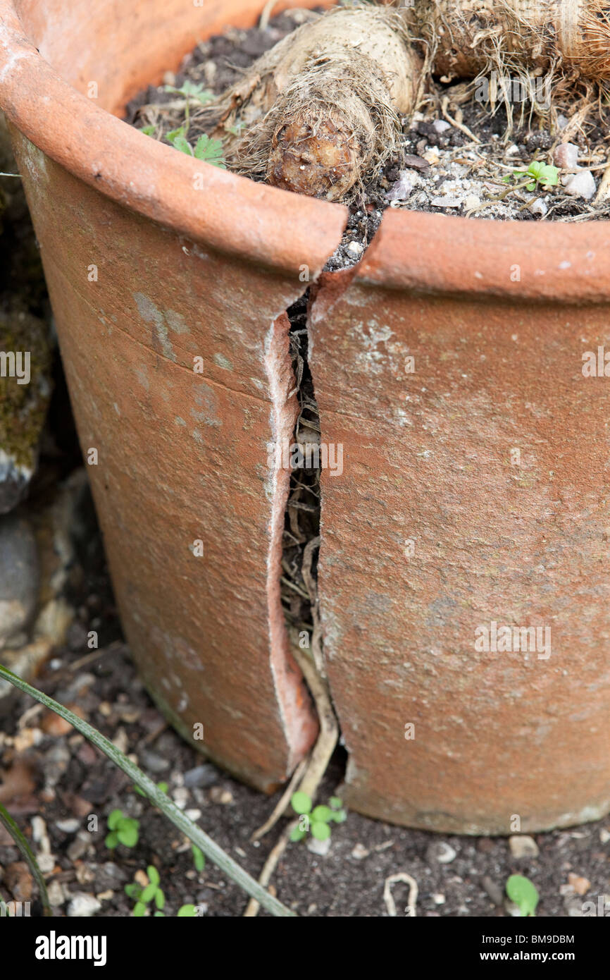 Cracked Flower Pot
