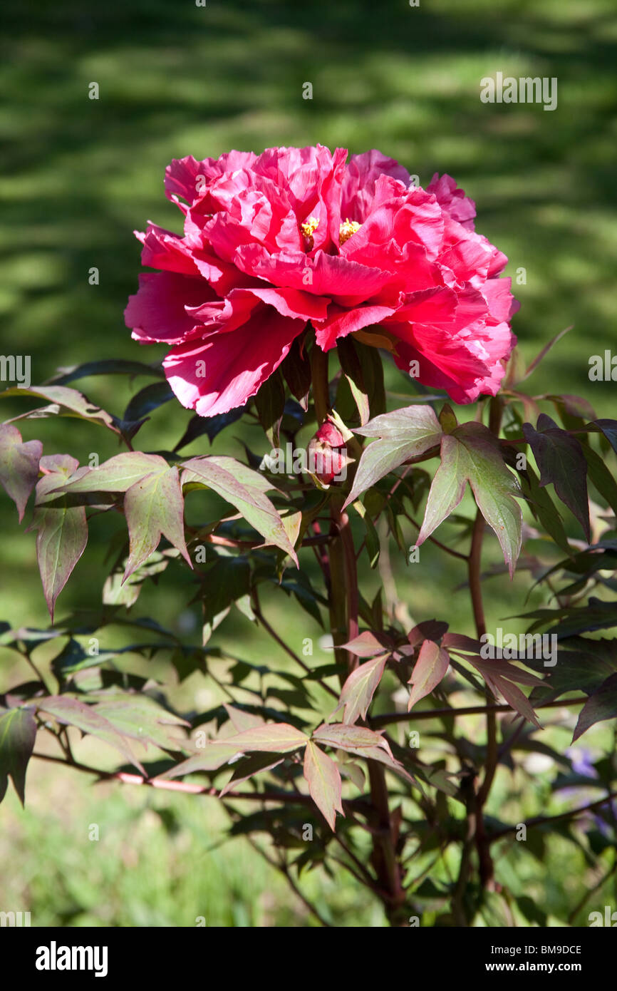 Peony flower hi-res stock photography and images - Alamy