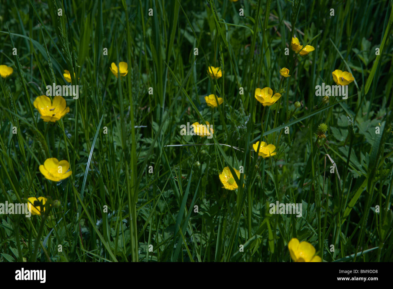 Buttercups sussex hi-res stock photography and images - Alamy