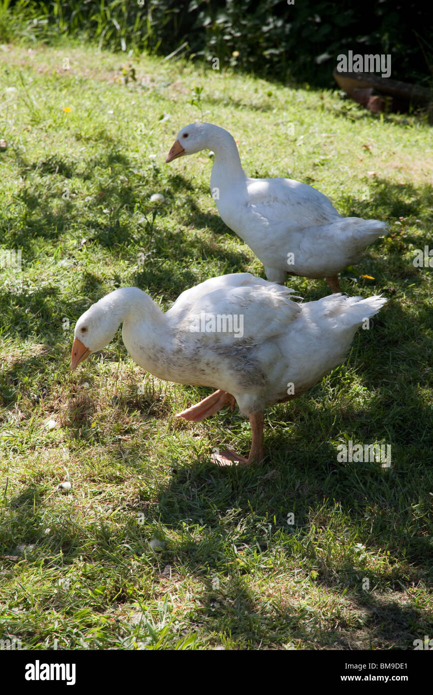 Goose embden domestic geese hi-res stock photography and images - Alamy