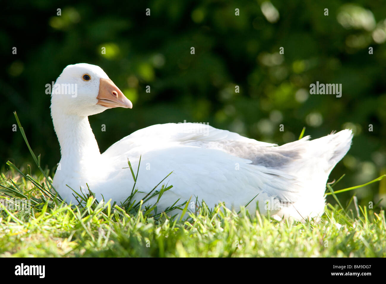 White Embden domestic goose Hampshire England Stock Photo - Alamy