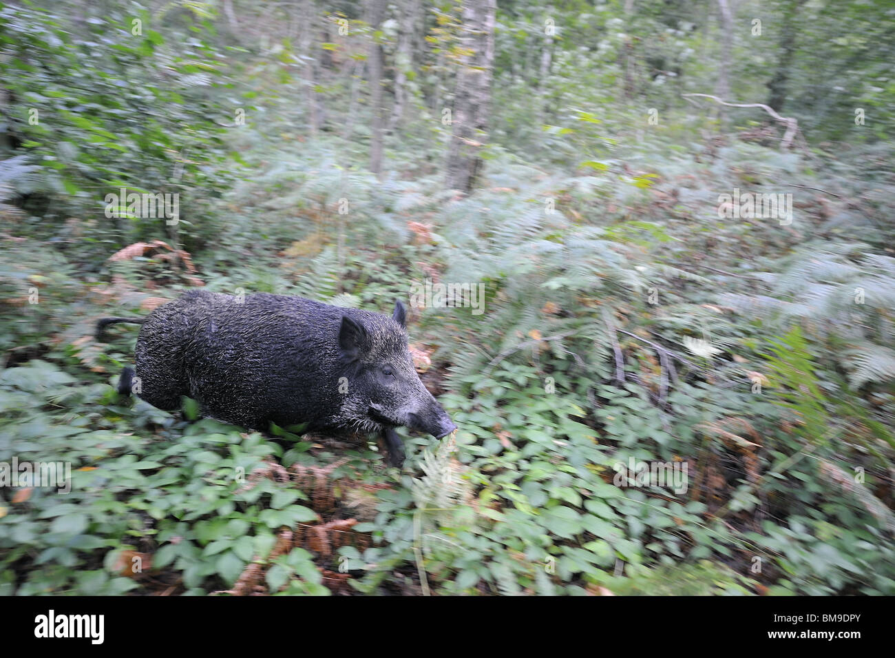 Wild boar (Sus scrofa) running in a forest in summer Belgium Stock ...