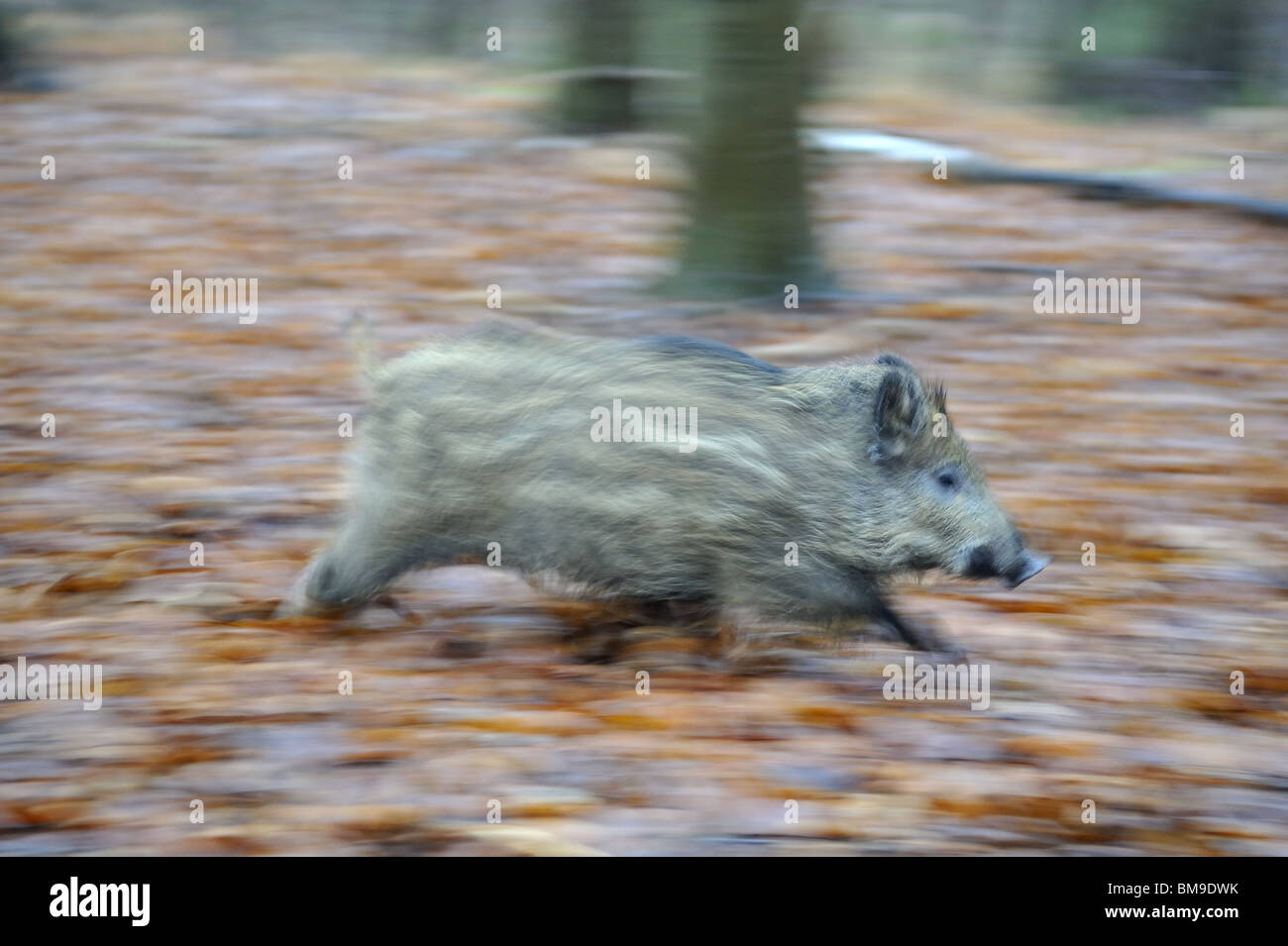 Young wild boar (Sus scrofa) of 4 months old running in a forest in ...