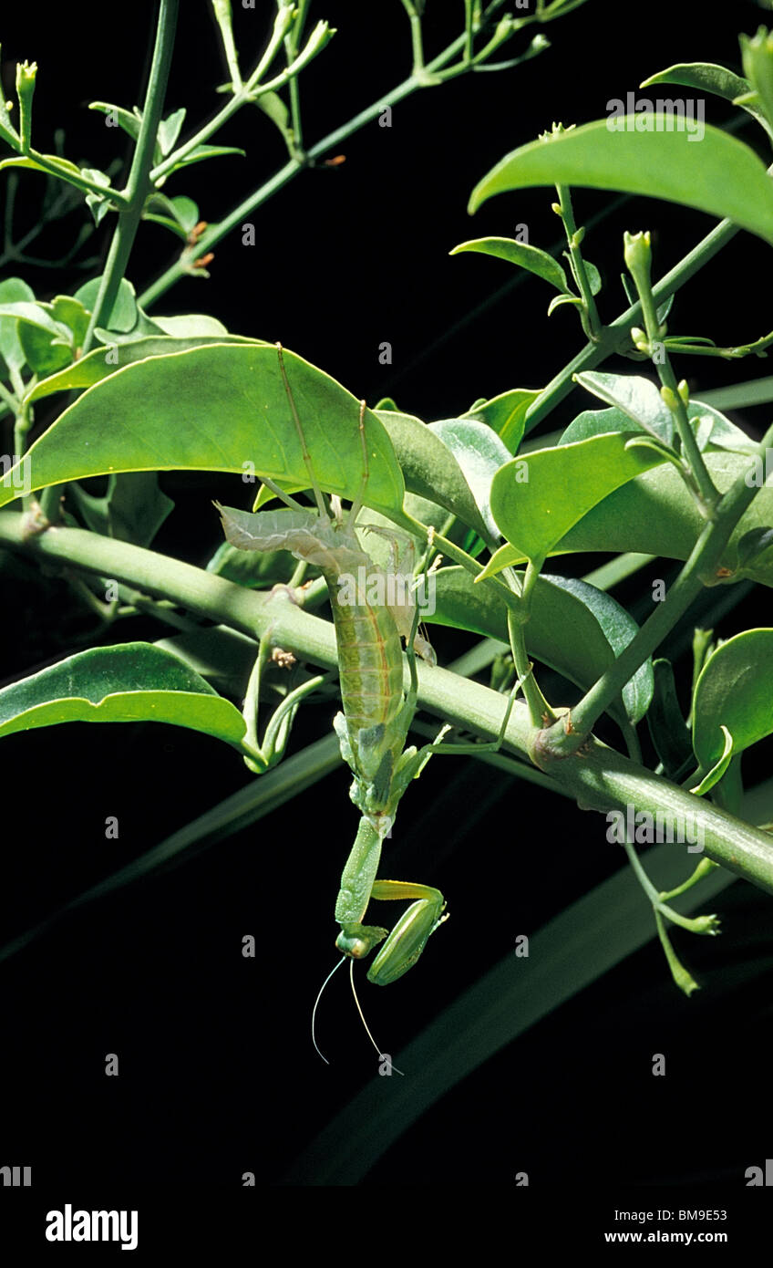 Praying mantis hanging below leaf as it dries out after shedding its ...