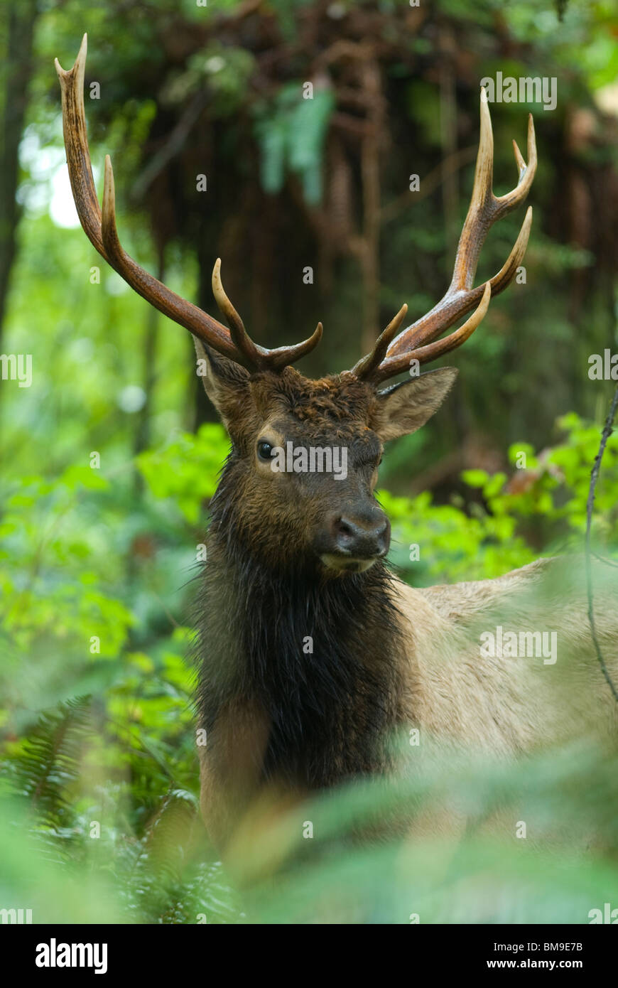 Roosevelt Elk High Resolution Stock Photography and Images - Alamy